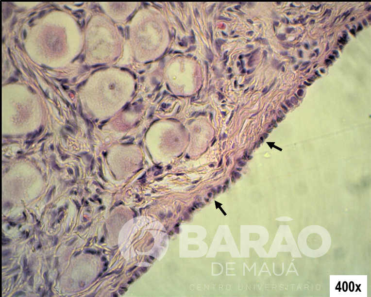 Atlas Virtual de Histologia