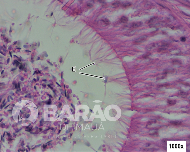 Atlas Virtual de Histologia