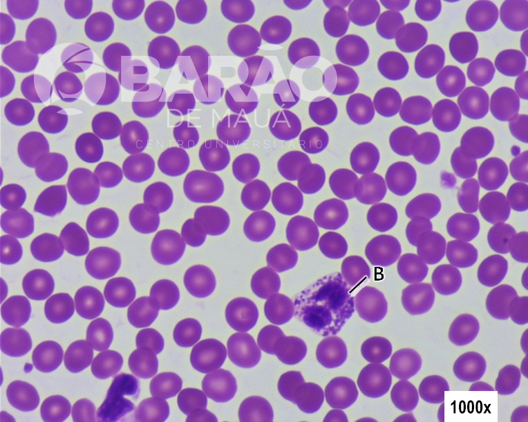 Atlas Virtual de Histologia