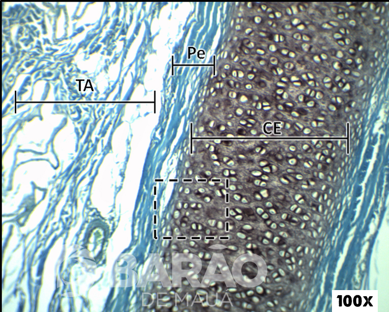 Atlas Virtual de Histologia