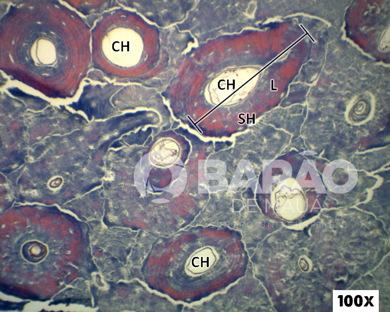 Atlas Virtual de Histologia