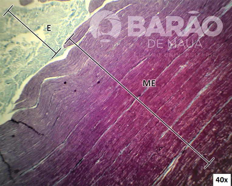 Atlas Virtual de Histologia