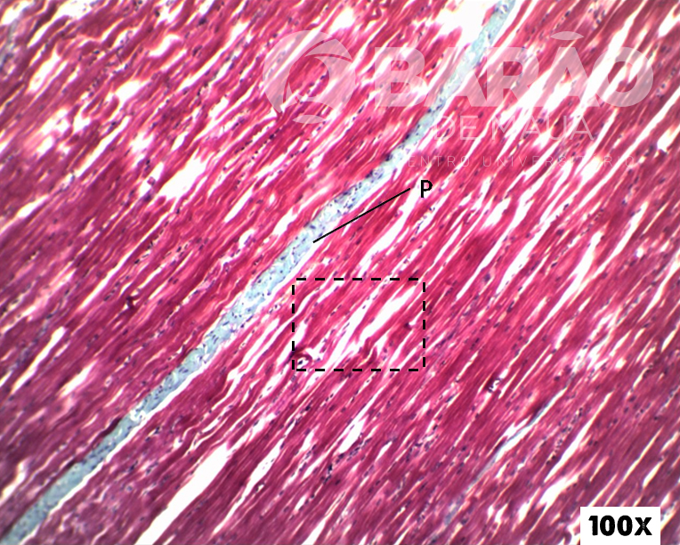 Atlas Virtual de Histologia
