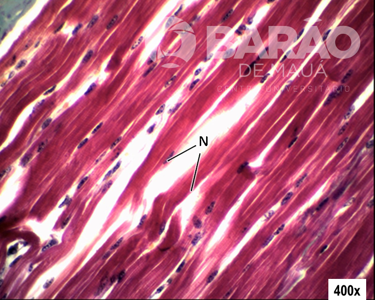 Atlas Virtual de Histologia