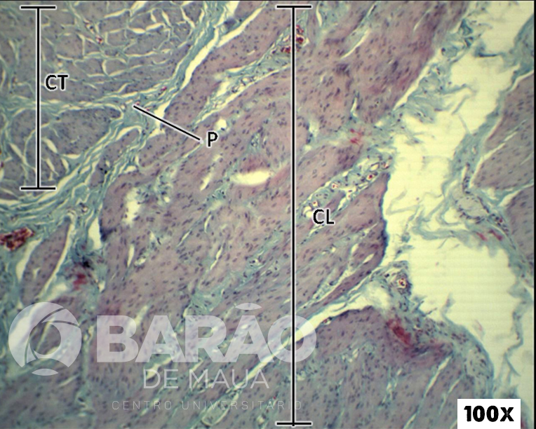 Atlas Virtual de Histologia