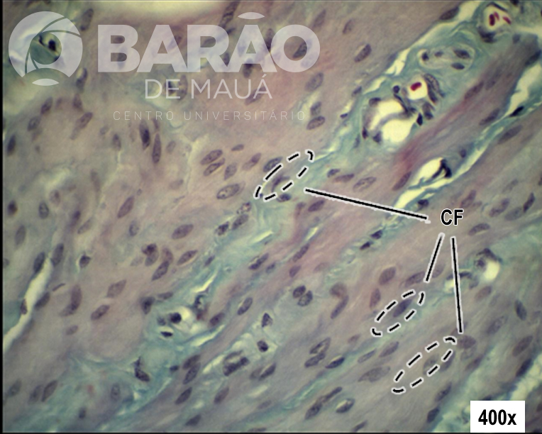 Atlas Virtual de Histologia