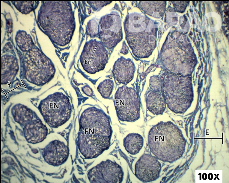 Atlas Virtual de Histologia