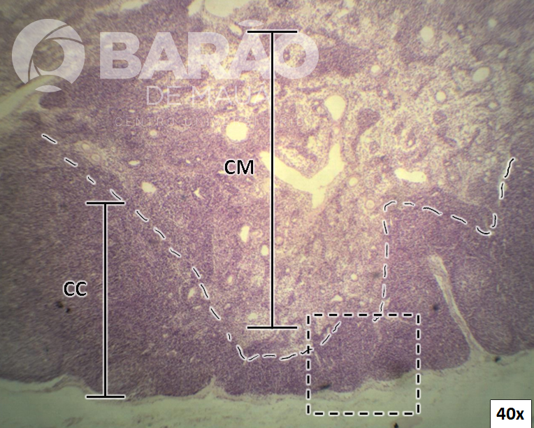 Atlas Virtual de Histologia