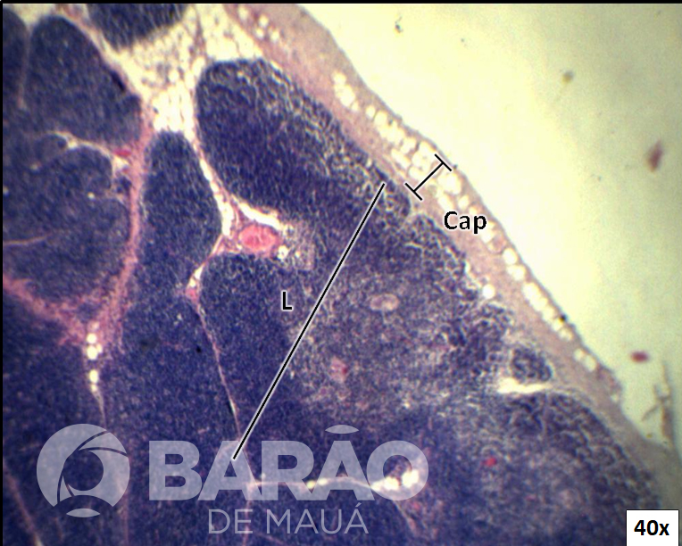 Atlas Virtual de Histologia