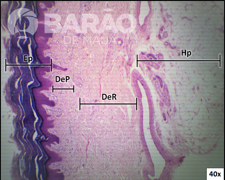 Atlas Virtual de Histologia