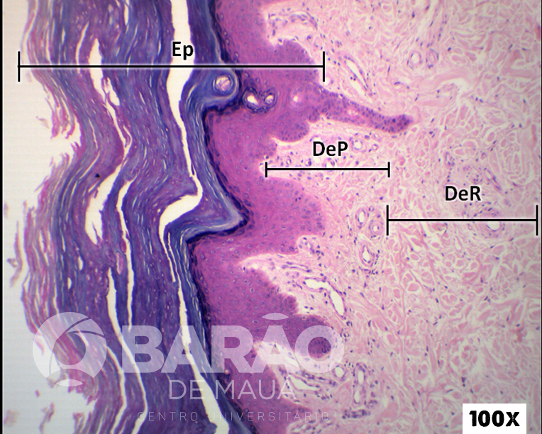 Atlas Virtual de Histologia
