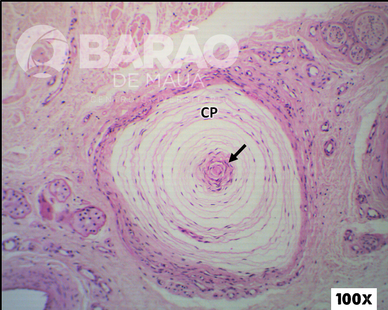 Atlas Virtual de Histologia
