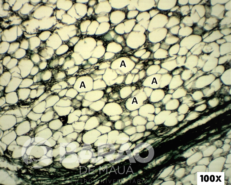 Atlas Virtual de Histologia
