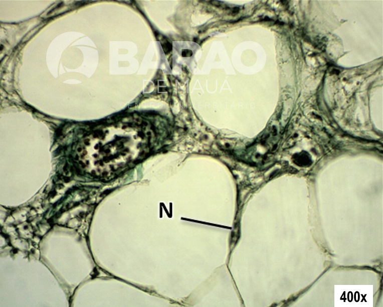 Atlas Virtual de Histologia
