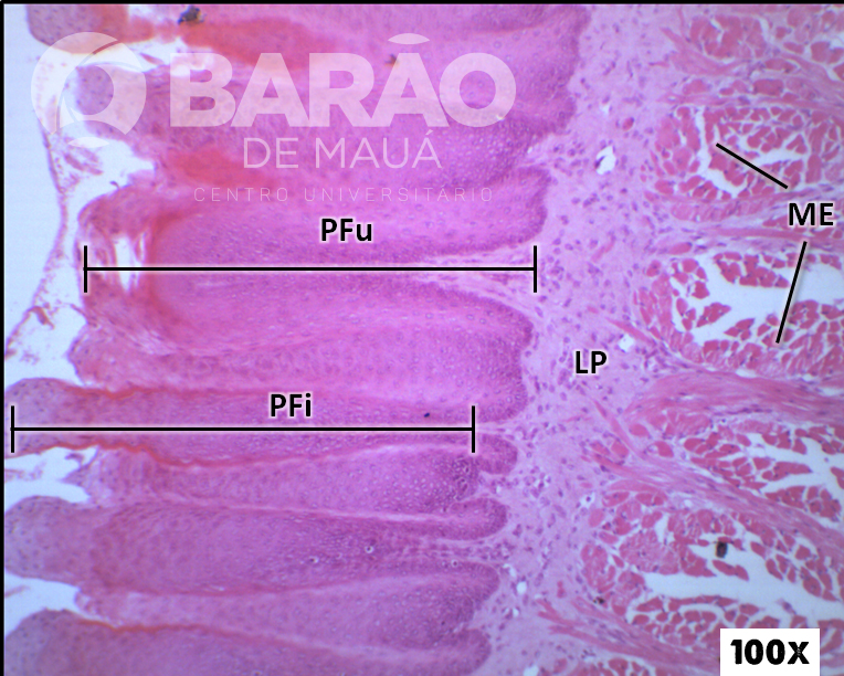 Atlas Virtual de Histologia