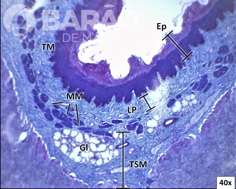Atlas Virtual de Histologia