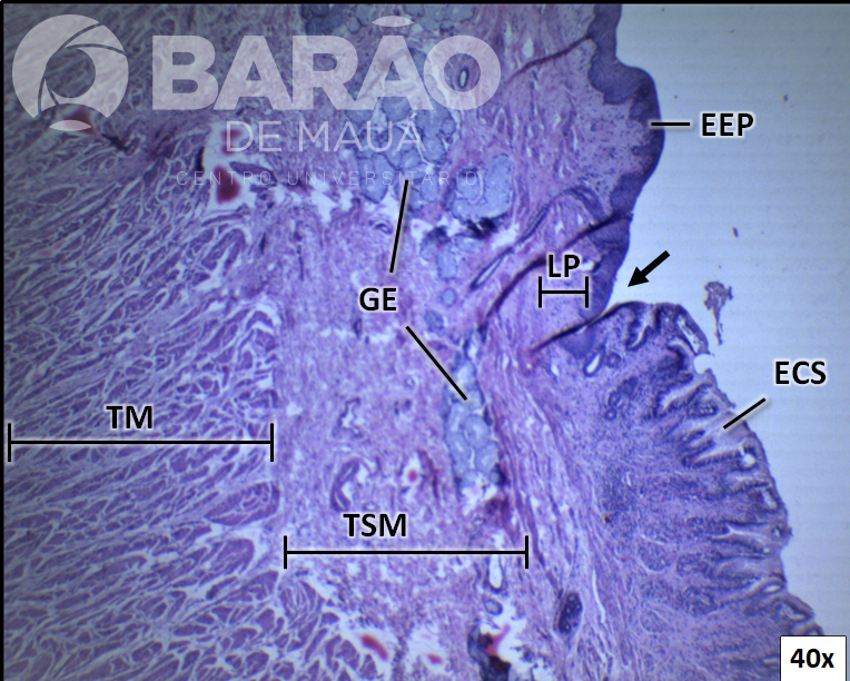 Atlas Virtual de Histologia