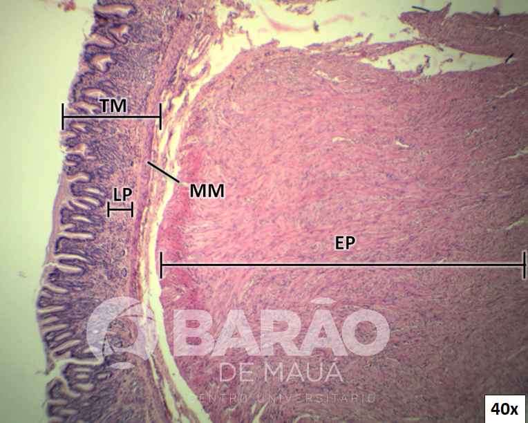 Atlas Virtual de Histologia