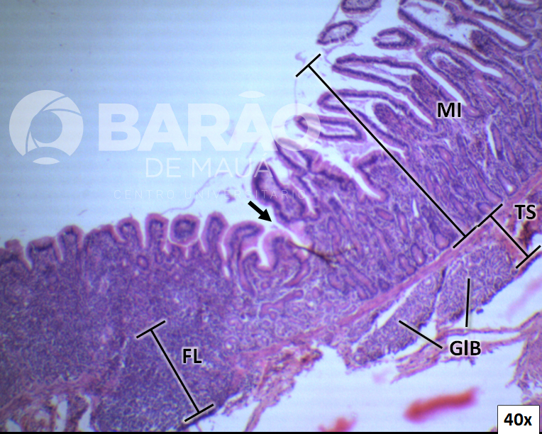 Atlas Virtual de Histologia