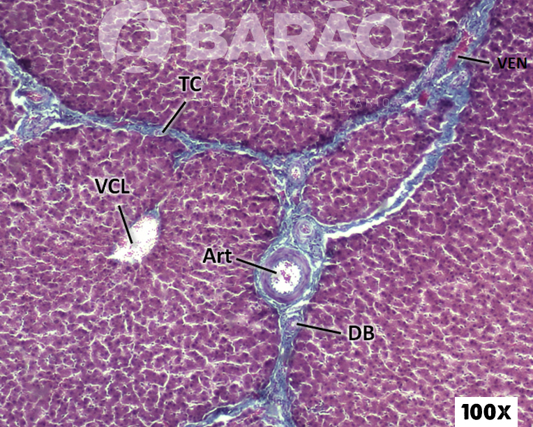 Atlas Virtual de Histologia