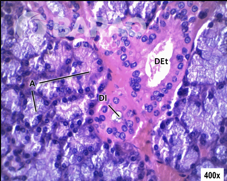 Atlas Virtual de Histologia