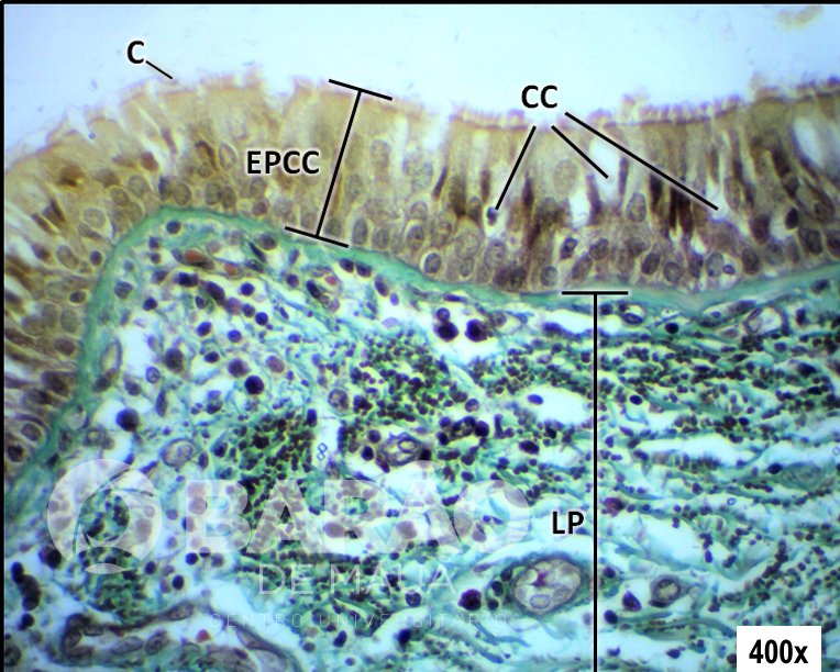 Atlas Virtual de Histologia