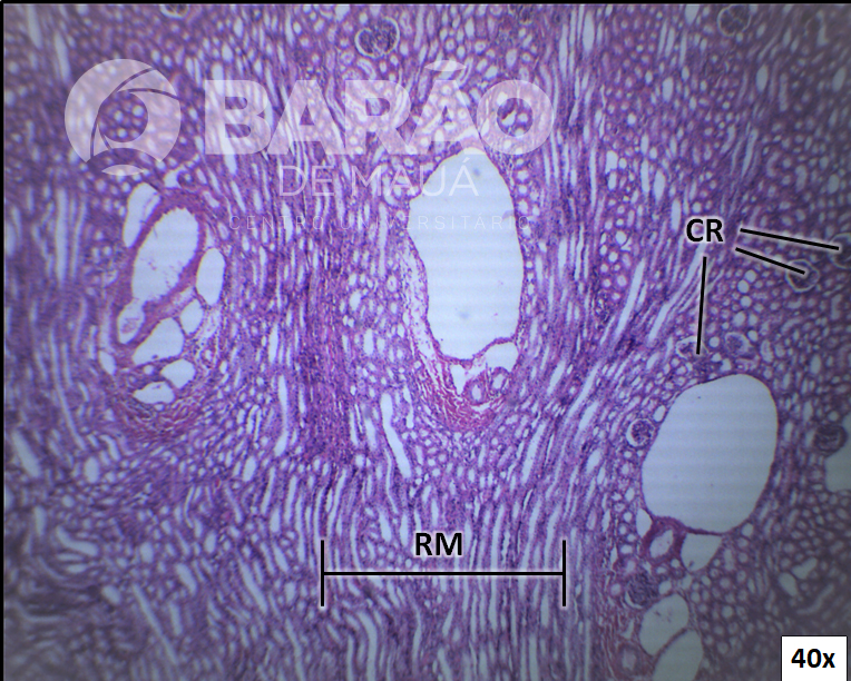Atlas Virtual de Histologia