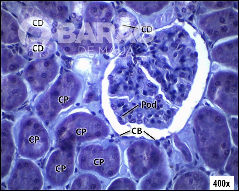 Atlas Virtual de Histologia