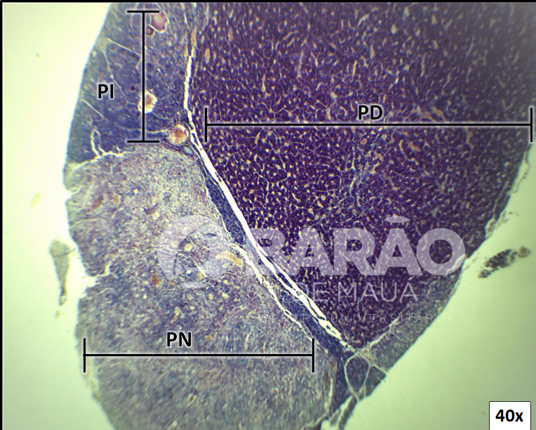Atlas Virtual de Histologia