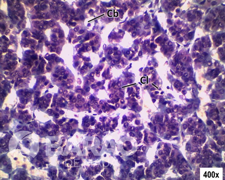 Atlas Virtual de Histologia