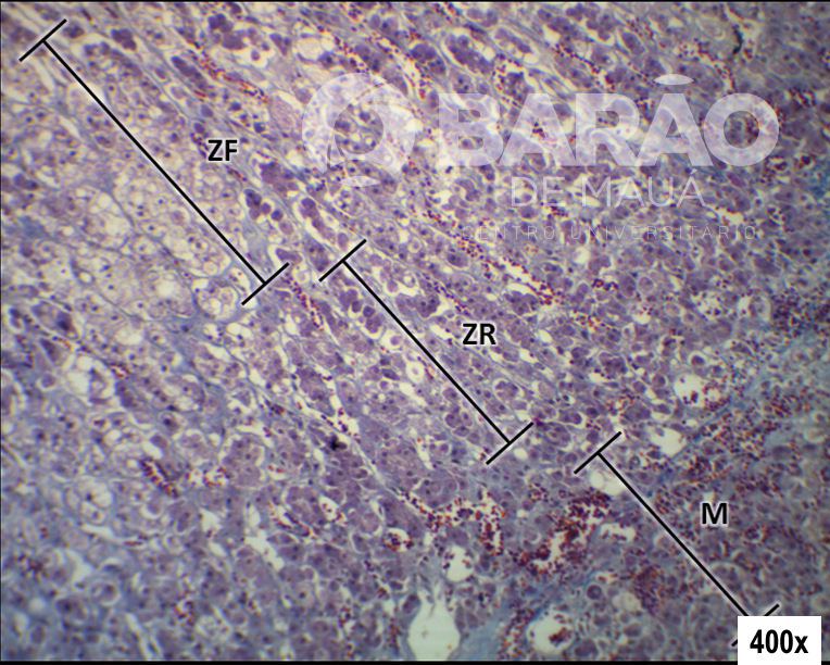 Atlas Virtual de Histologia